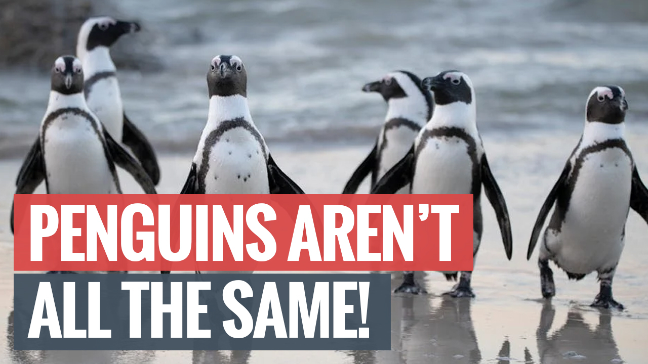 Climate Change and Penguins - penguinfriends.net