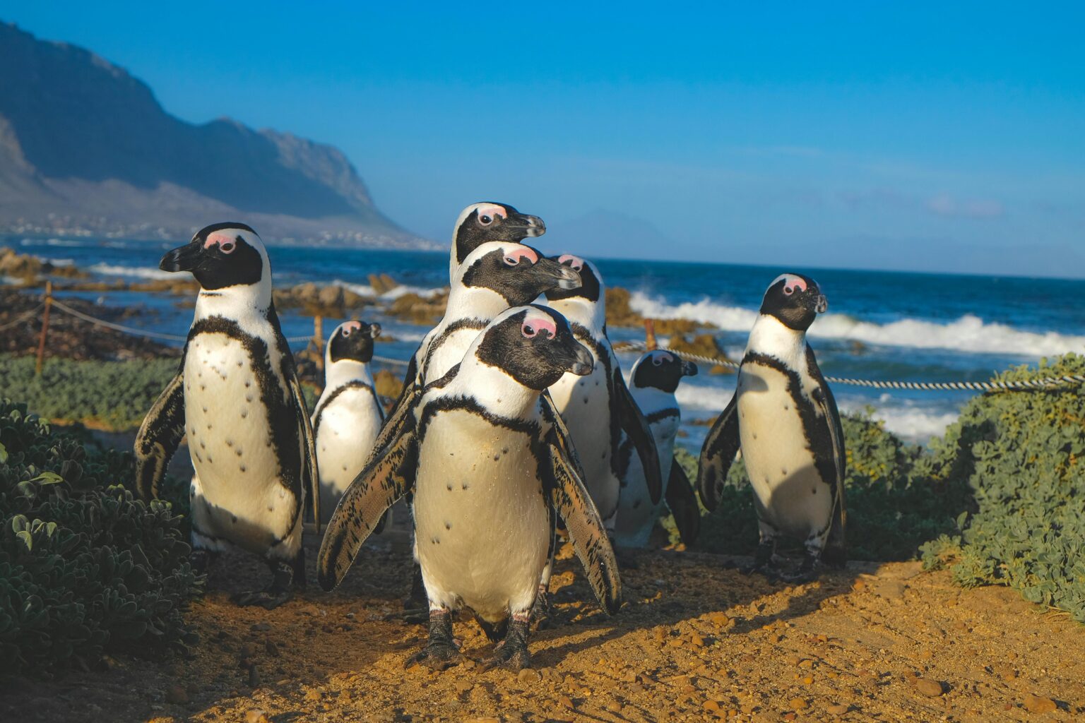 The Myth of “All Penguins Live in Antarctica”: Why So Few Actually Do ...