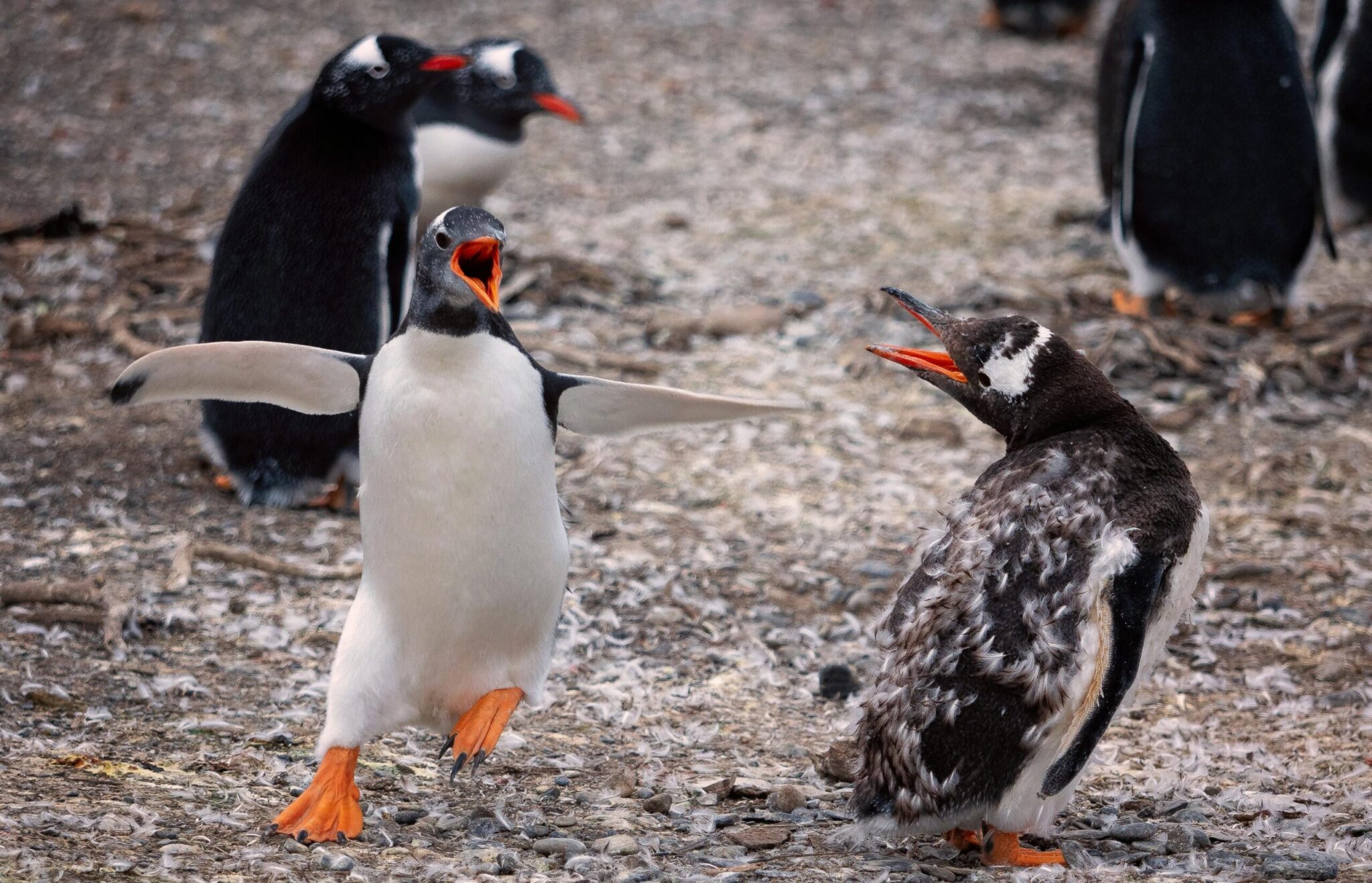 Penguins Aren’t All the Same! - Penguin Friends