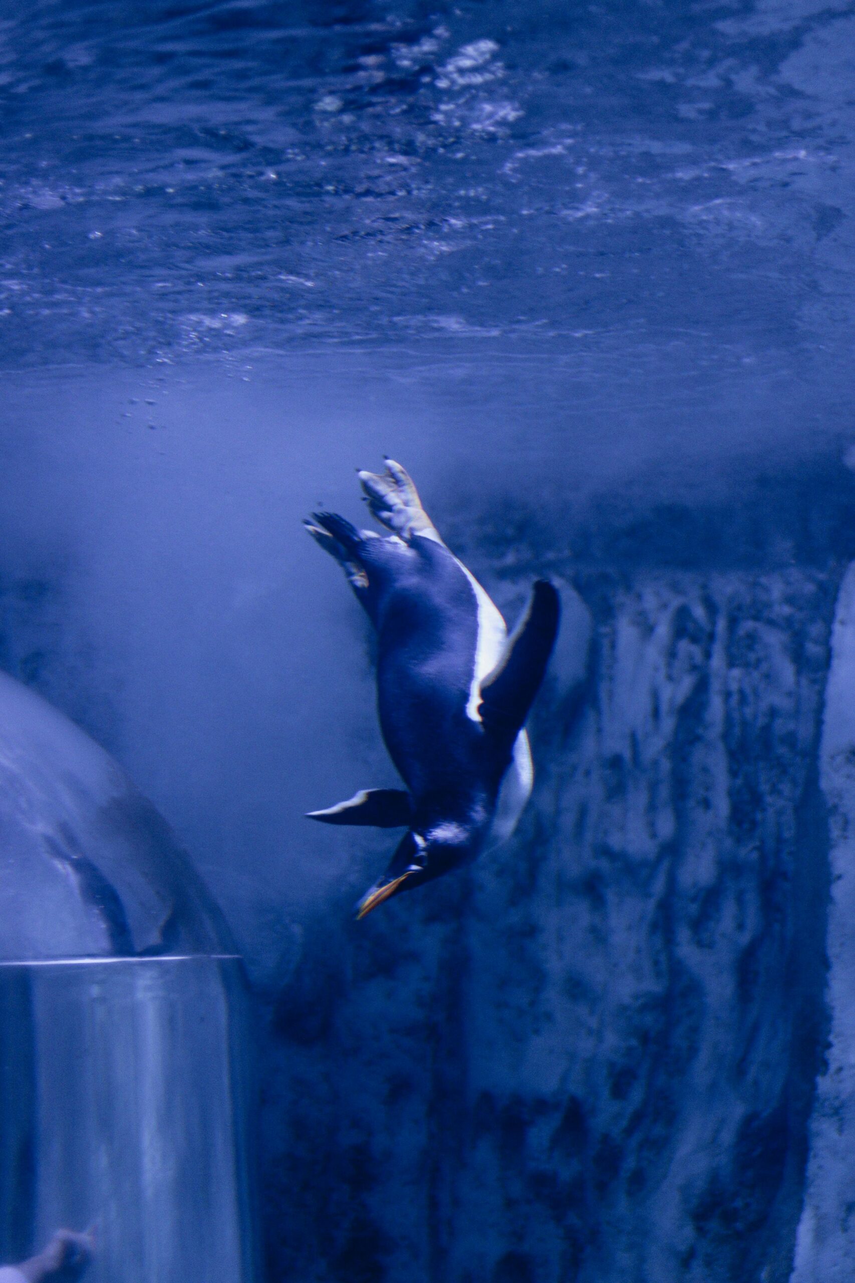 The Marvel of Penguin Swimming: An In-Depth Analysis of Speed and ...