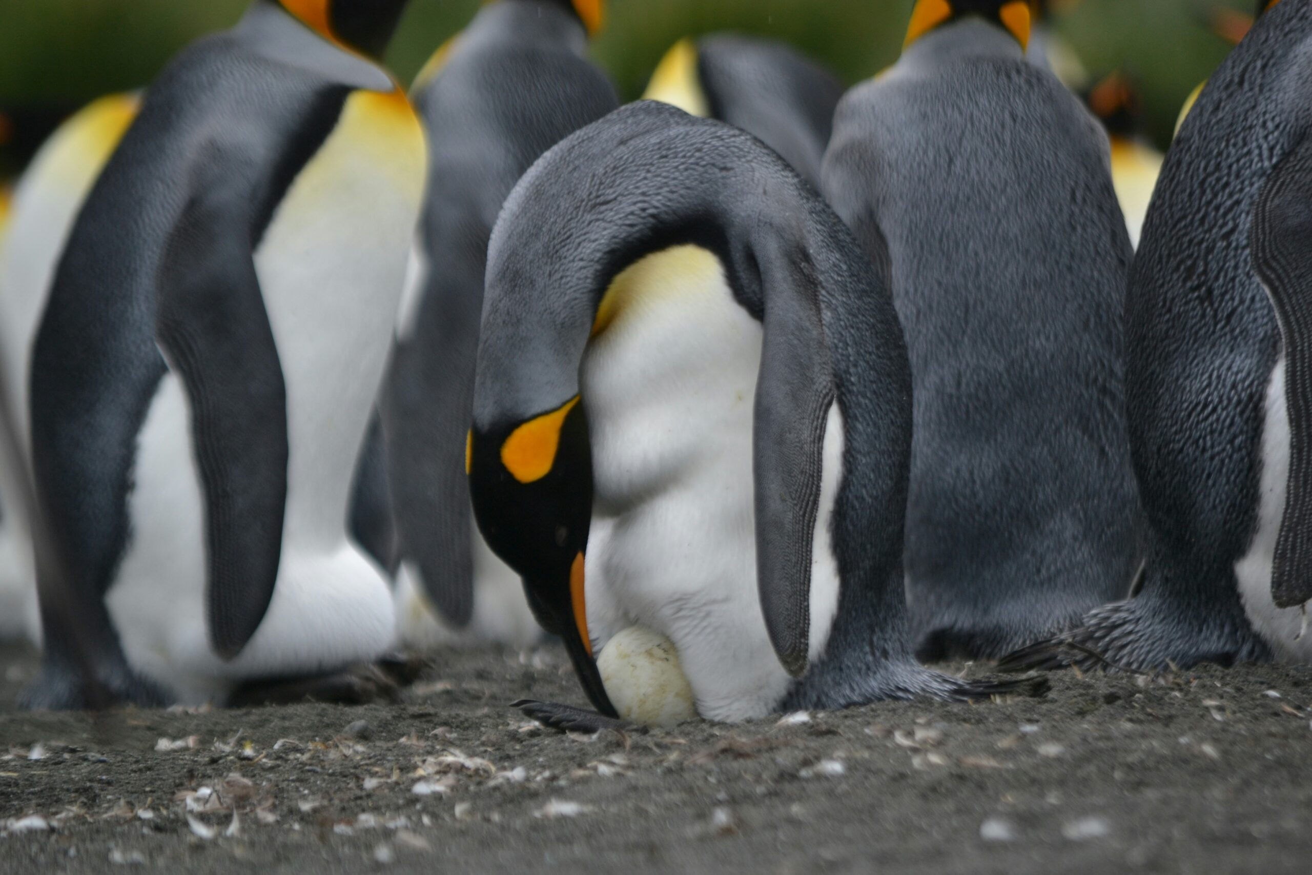 Penguin Superparents: How They Raise Their Chicks - Penguin Friends