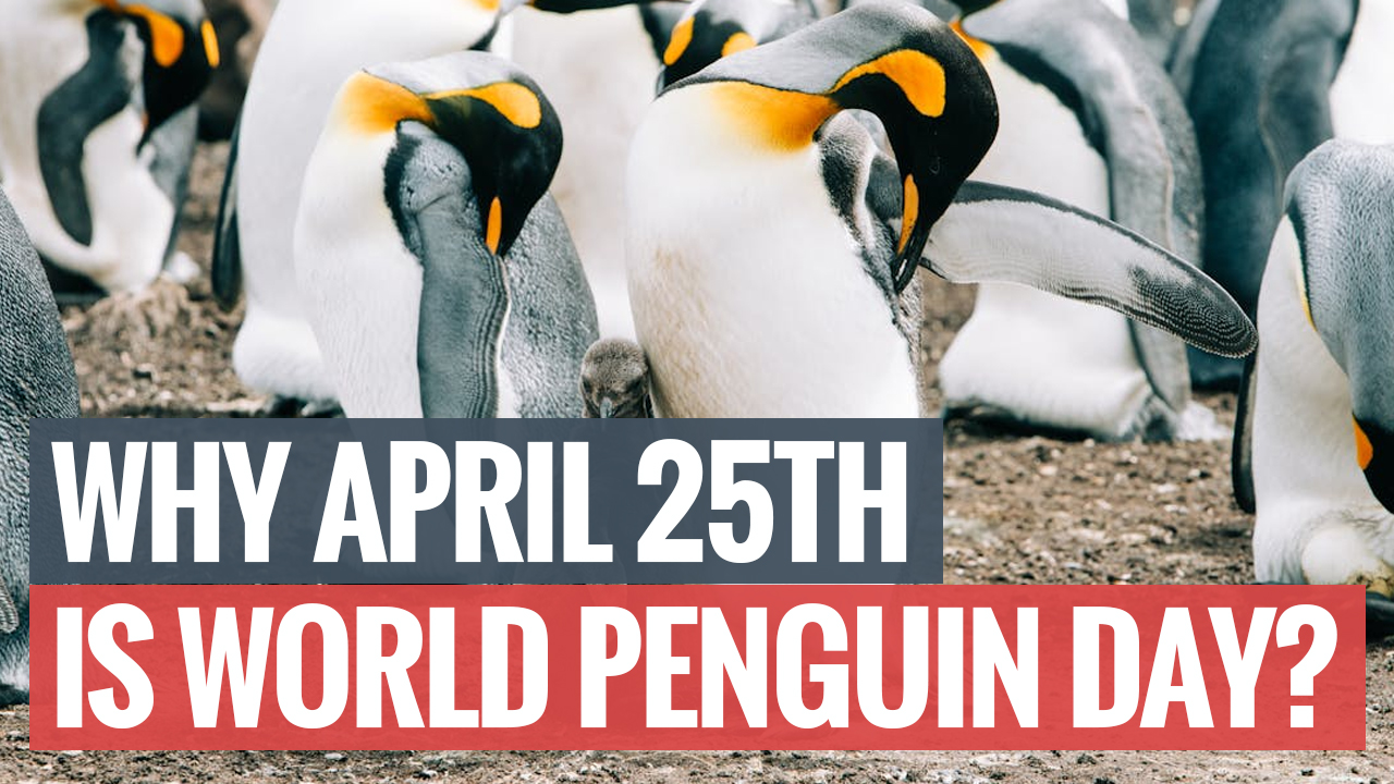 World Penguin Day (April 25): Waddle You Do to Save the Penguins ...
