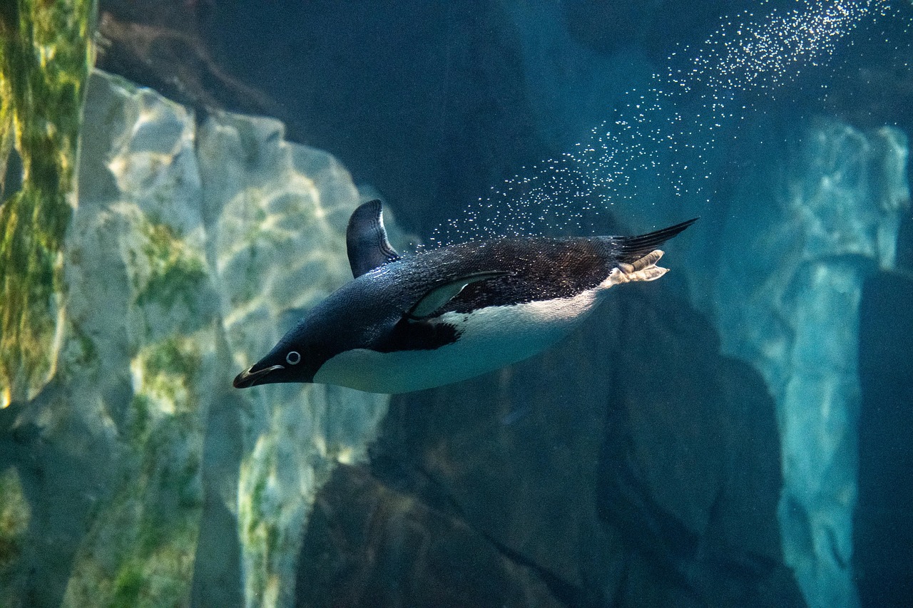 The Hidden Wonders of Penguin Feathers: Unraveling Nature’s Waterproof ...