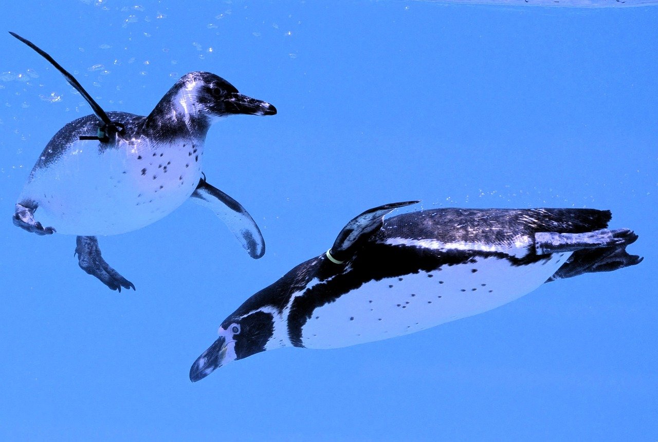 The Science Behind Penguin Camouflage - Penguin Friends