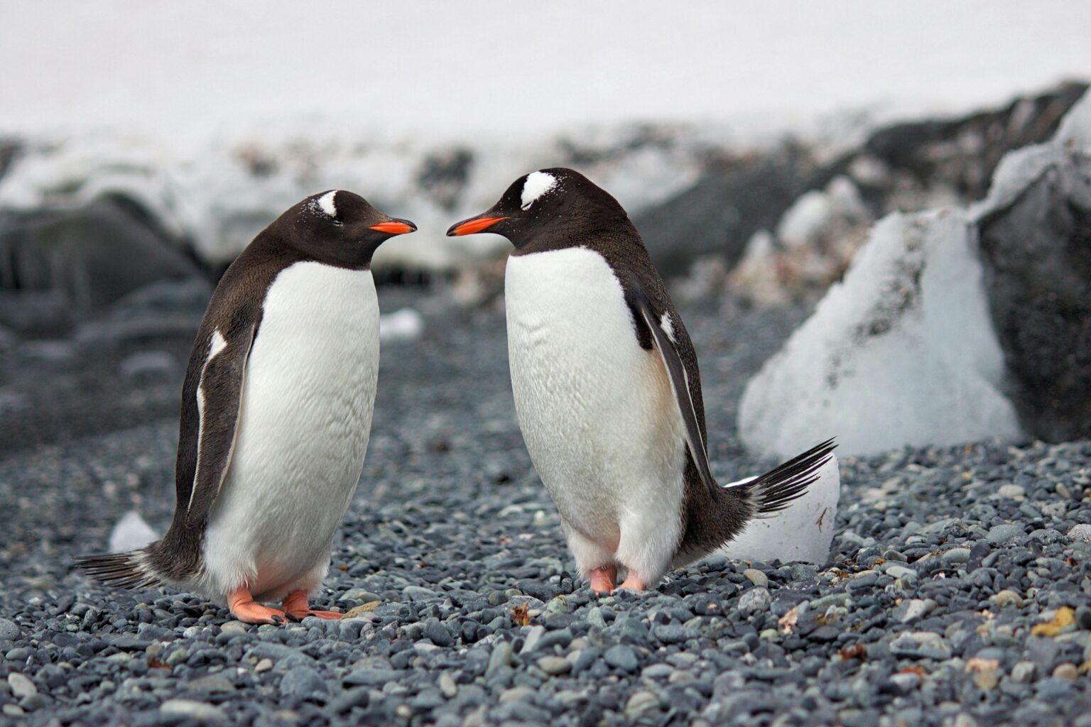 Penguins in Love: The Secrets of Mating and Breeding - Penguin Friends